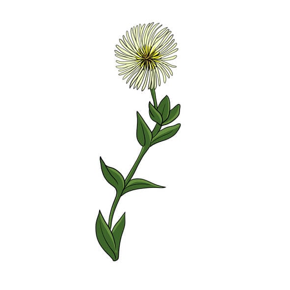 Benefits Of Kanna: A Guide To Uses, Effects, And Safety