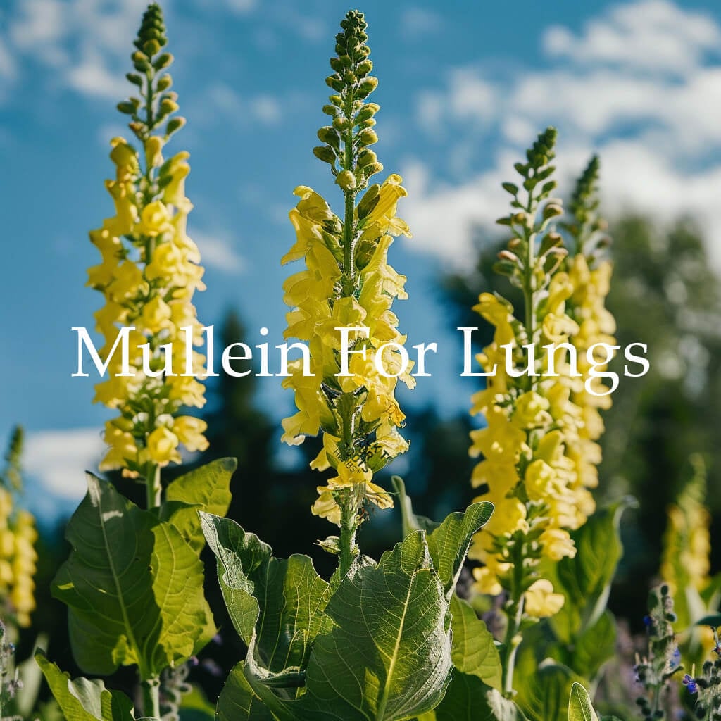 Mullein For Lungs: Traditional Uses, Benefits For Respiratory Health ...