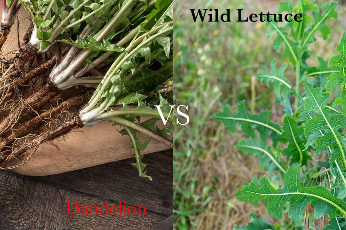 Wild Lettuce Vs. Dandelion: Key Differences & Uses