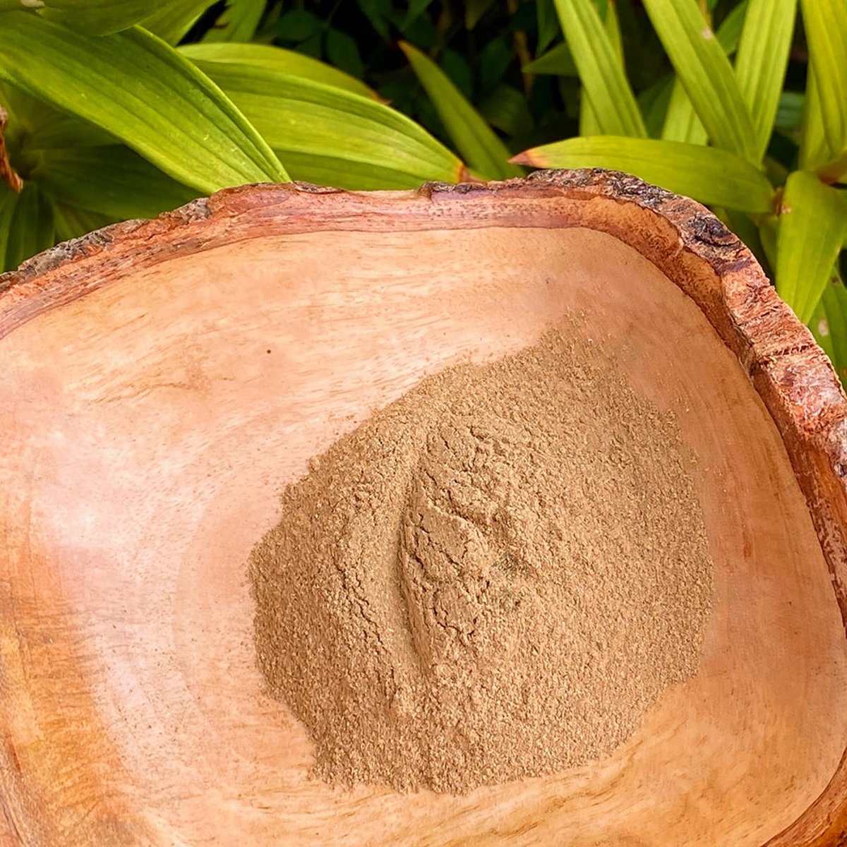 Wild Lettuce Powder | Back To Your Roots Herbs