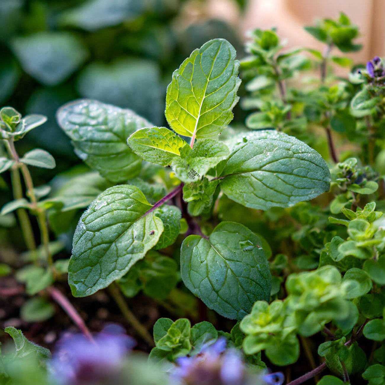 Oregano For UTI: The Science Behind Carvacrol And How To Use It Safely