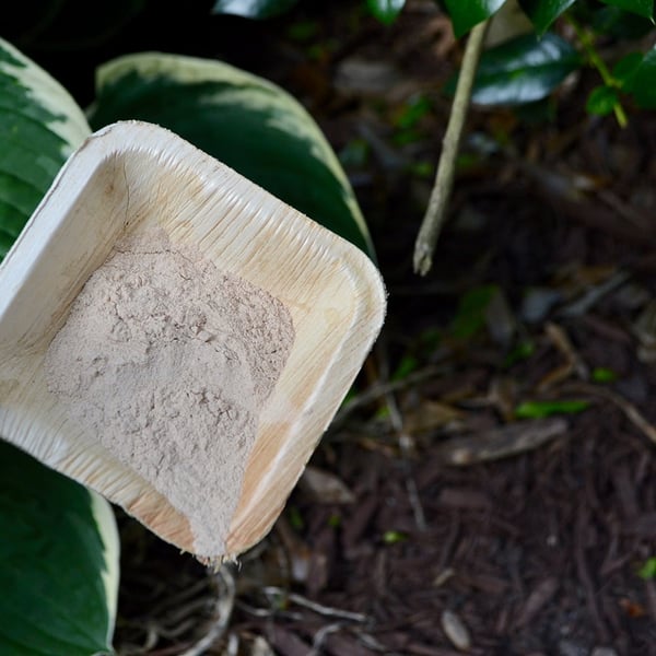 African Geranium Powder | Back To Your Roots Herbs