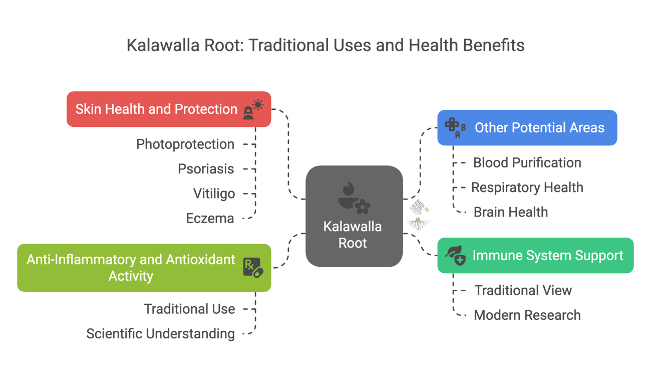 Kalawalla Root Benefits: Uses Of Polypodium Herb For Skin Health And ...