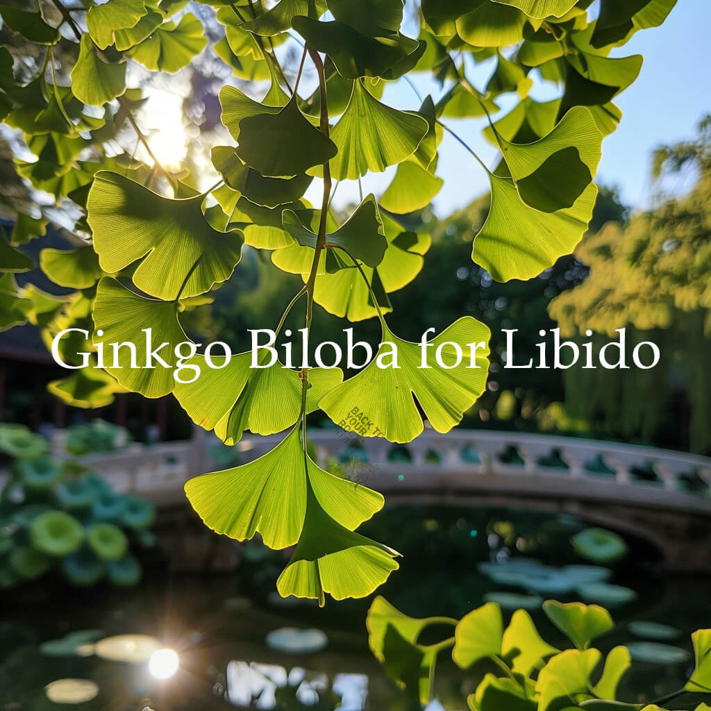 Ginkgo Biloba Libido: Can This Extract Improve Sexual Health & Function?
