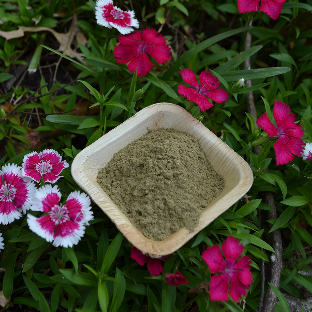 Damiana Powder (Turnera Diffusa) Wild-Harvested Leaf | Damiana Tea & Tonic