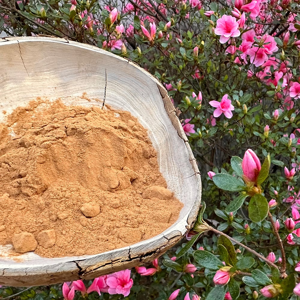 Polygala Tenuifolia Powder | Back To Your Roots Herbs