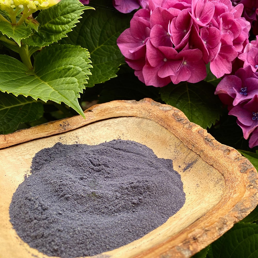 Butterfly Pea Flower Powder (Blue Matcha) | Back To Your Roots Herbs