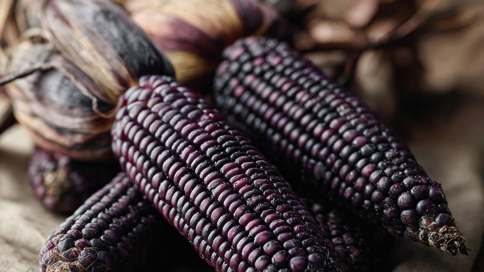 Purple Corn Benefits: Is This The Healthiest Corn On Earth?