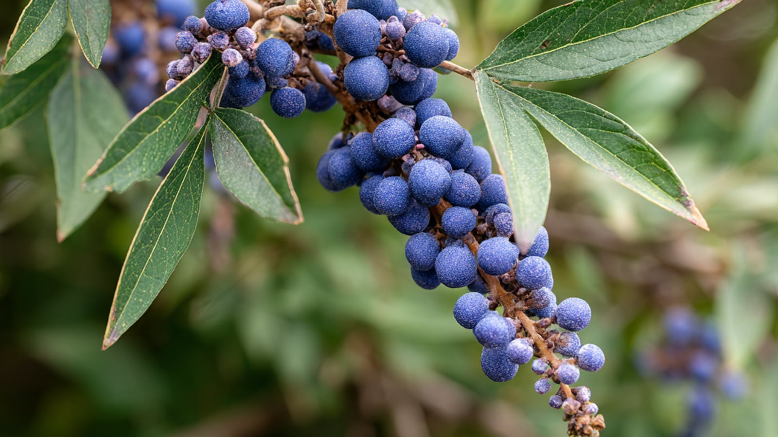 Herbs That Regulate Hormones: A Guide To What Really Works